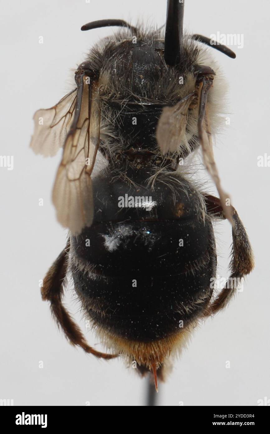 Orange-tipped Wood-digger (Anthophora terminalis Stock Photo - Alamy