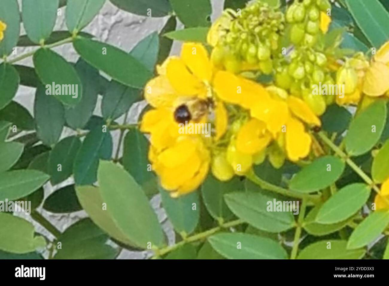 Shining Oil-digger Bee (Centris nitida Stock Photo - Alamy