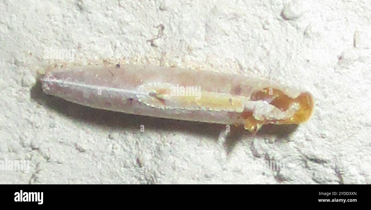 Stick Insects (Phasmida Stock Photo - Alamy