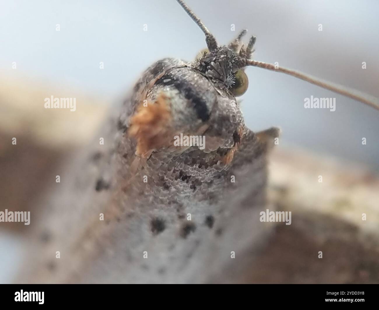 Acleris hi-res stock photography and images - Alamy