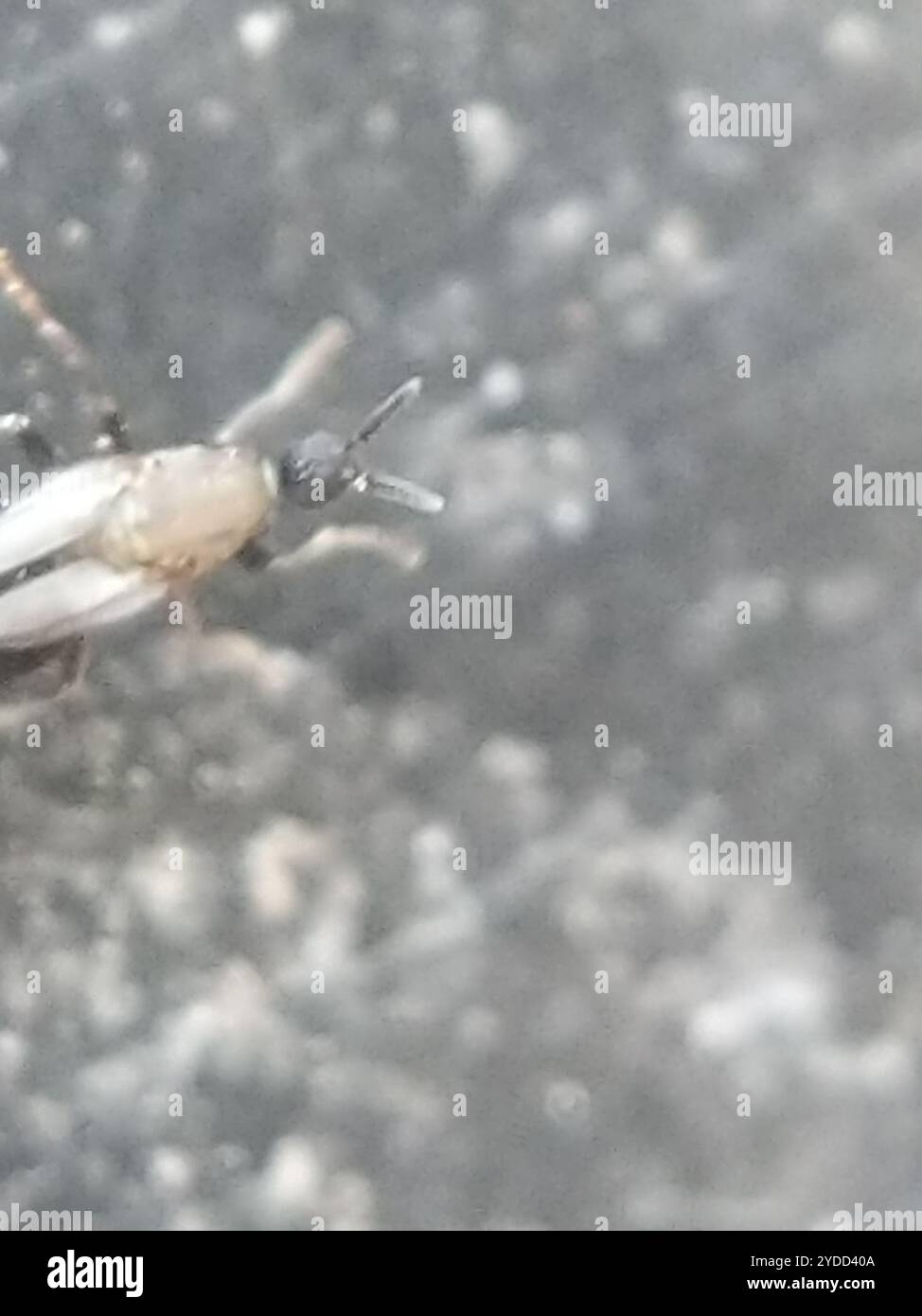 Minute Black Scavenger Flies (Scatopsidae Stock Photo - Alamy