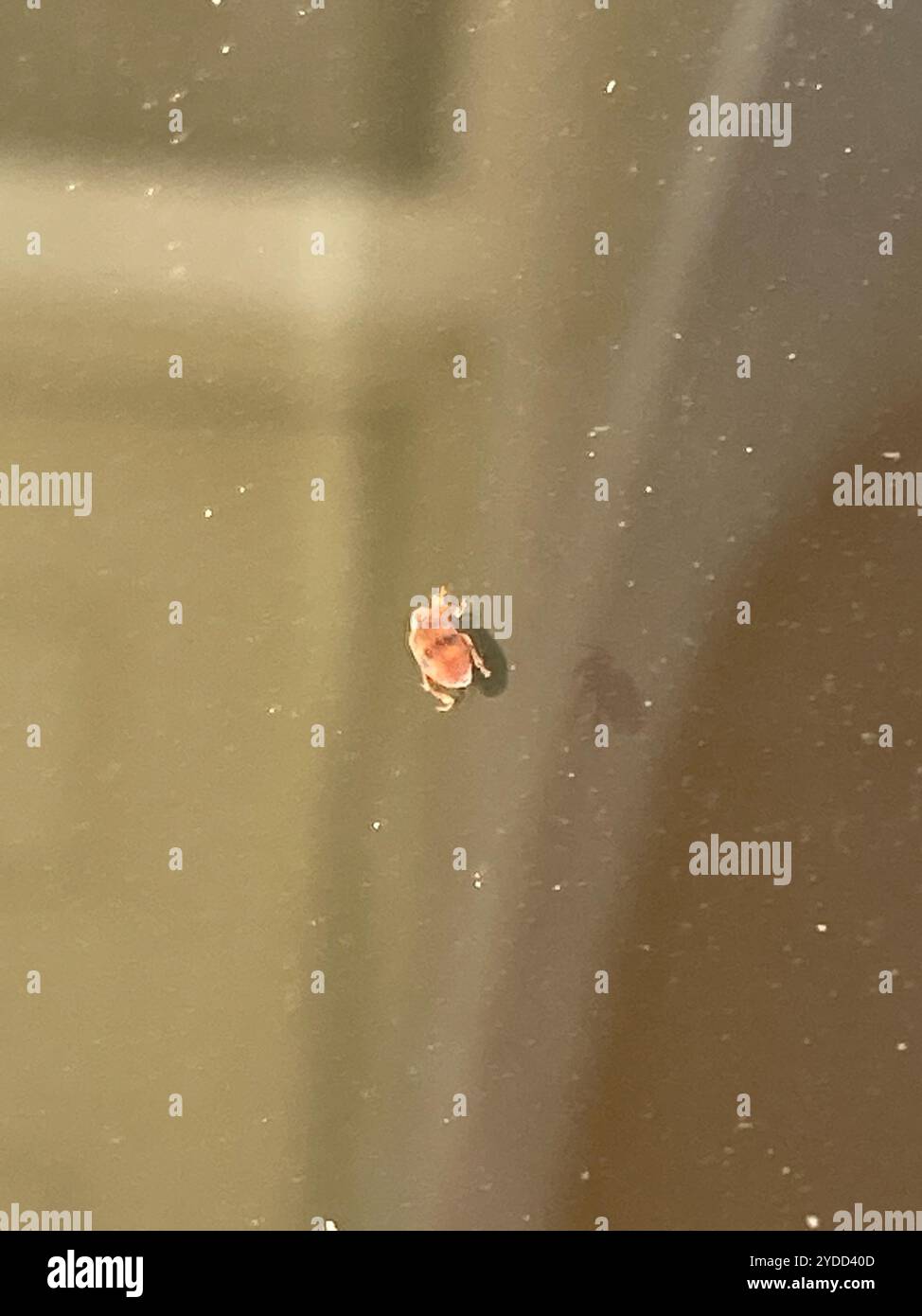 Orchestes hi-res stock photography and images - Alamy