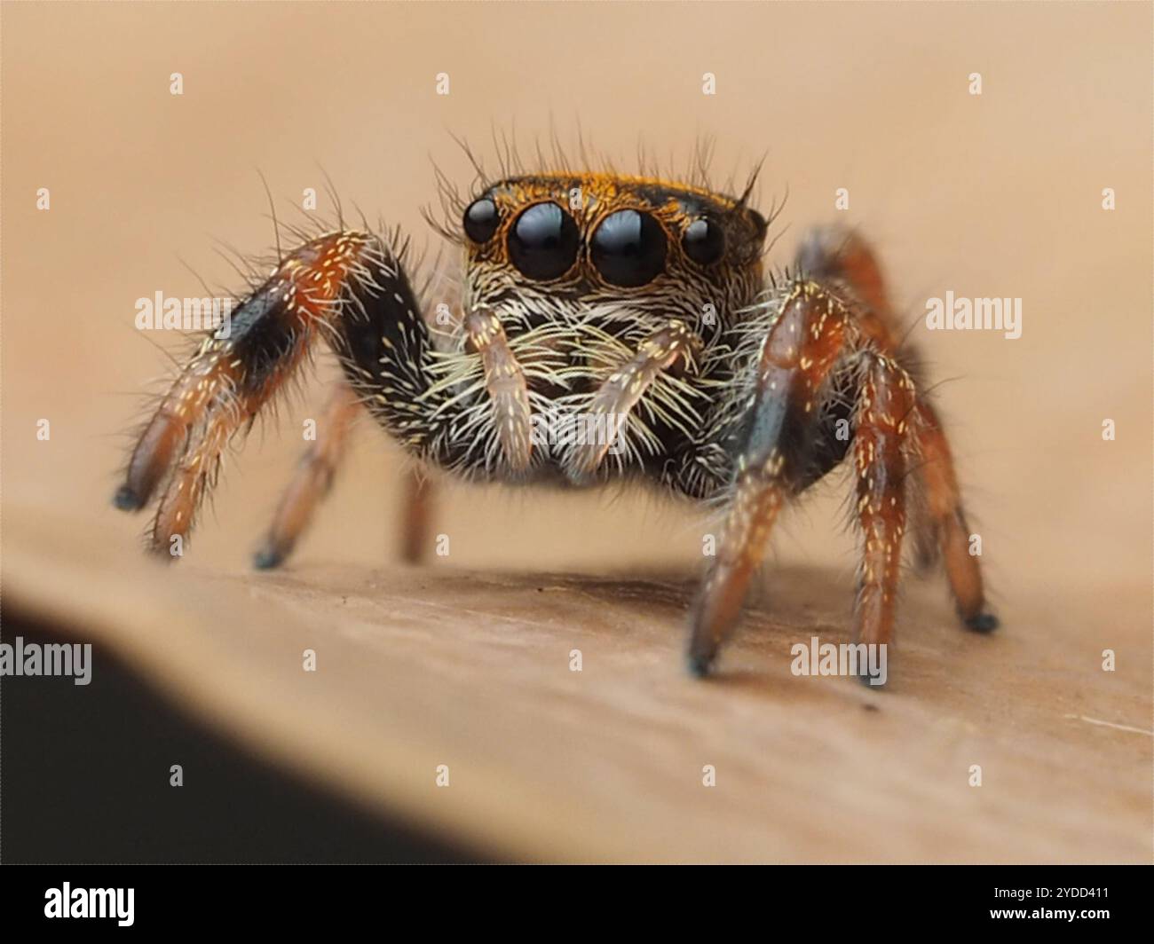 Regal Jumping Spider (Phidippus regius Stock Photo - Alamy