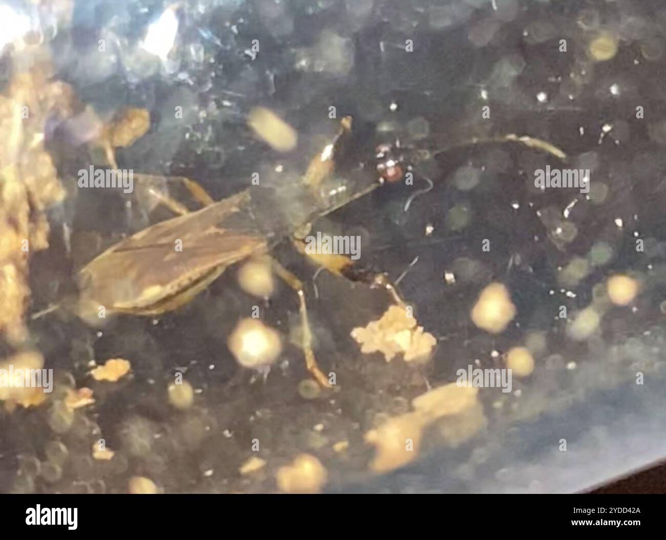 Long-necked Seed Bug (Myodocha serripes Stock Photo - Alamy