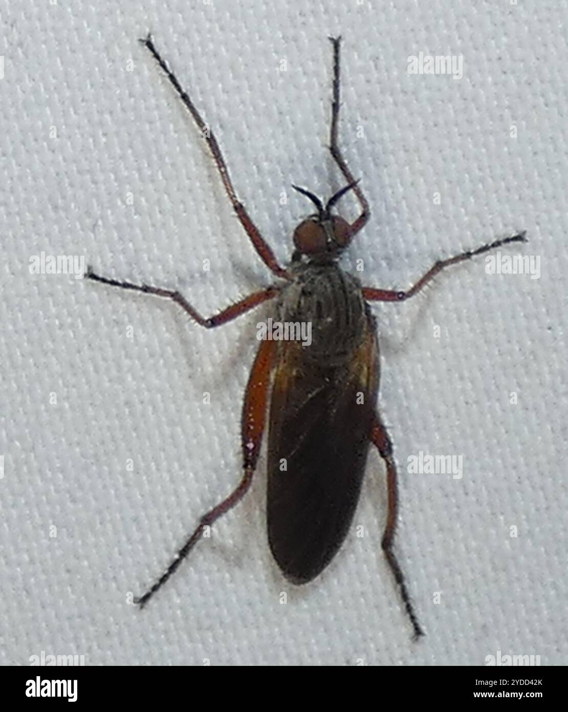 Dance Flies (Empididae Stock Photo - Alamy