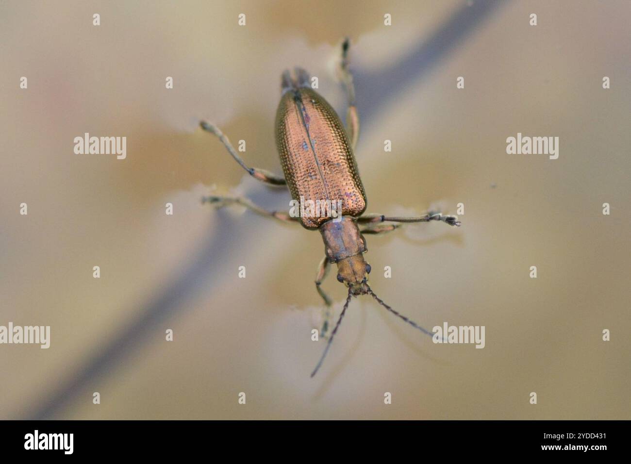 jewel reed beetle (Plateumaris sericea Stock Photo - Alamy