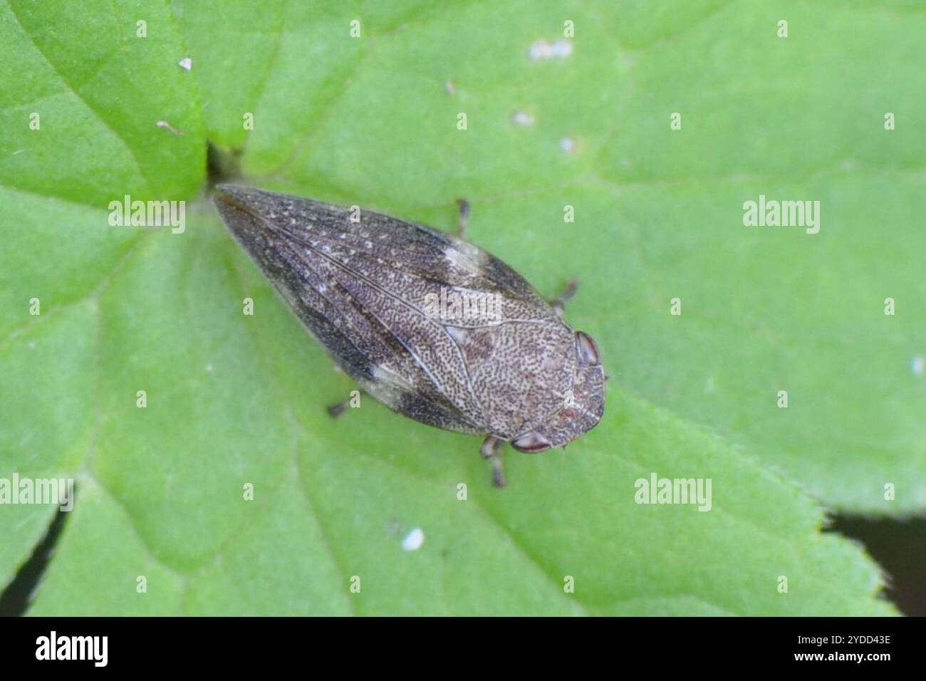 Alder Spittlebug (Aphrophora alni Stock Photo - Alamy
