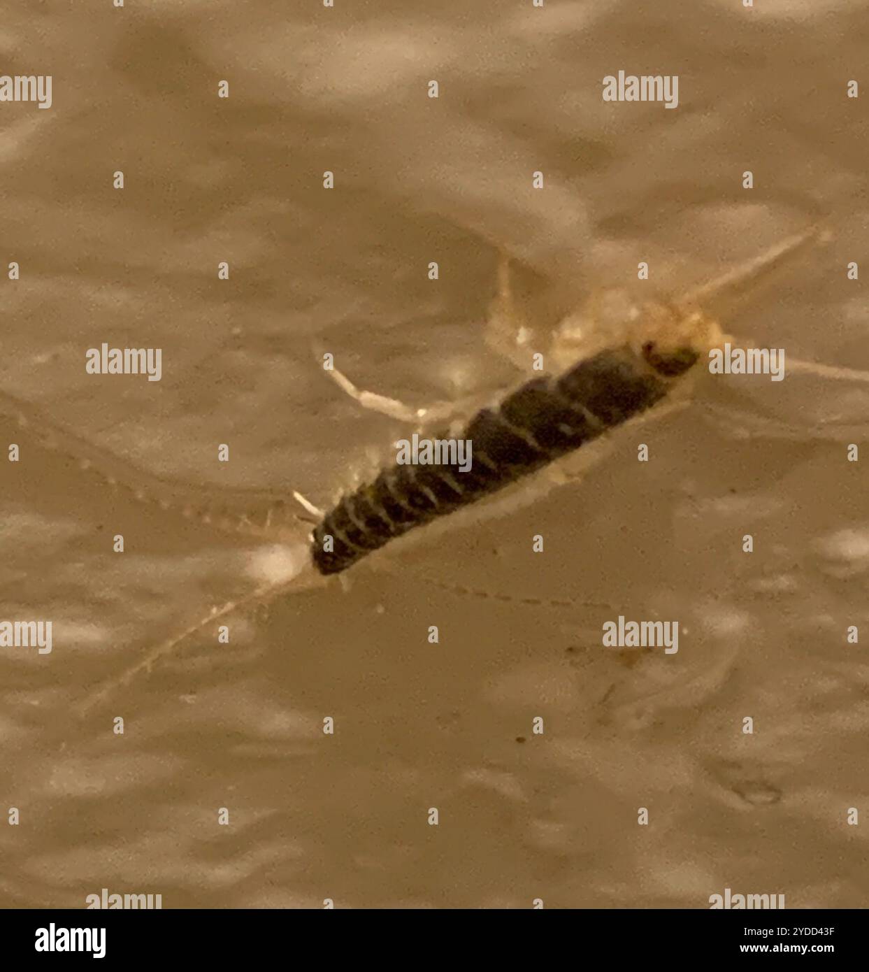 Long-tailed Silverfish (Ctenolepisma longicaudatum Stock Photo - Alamy