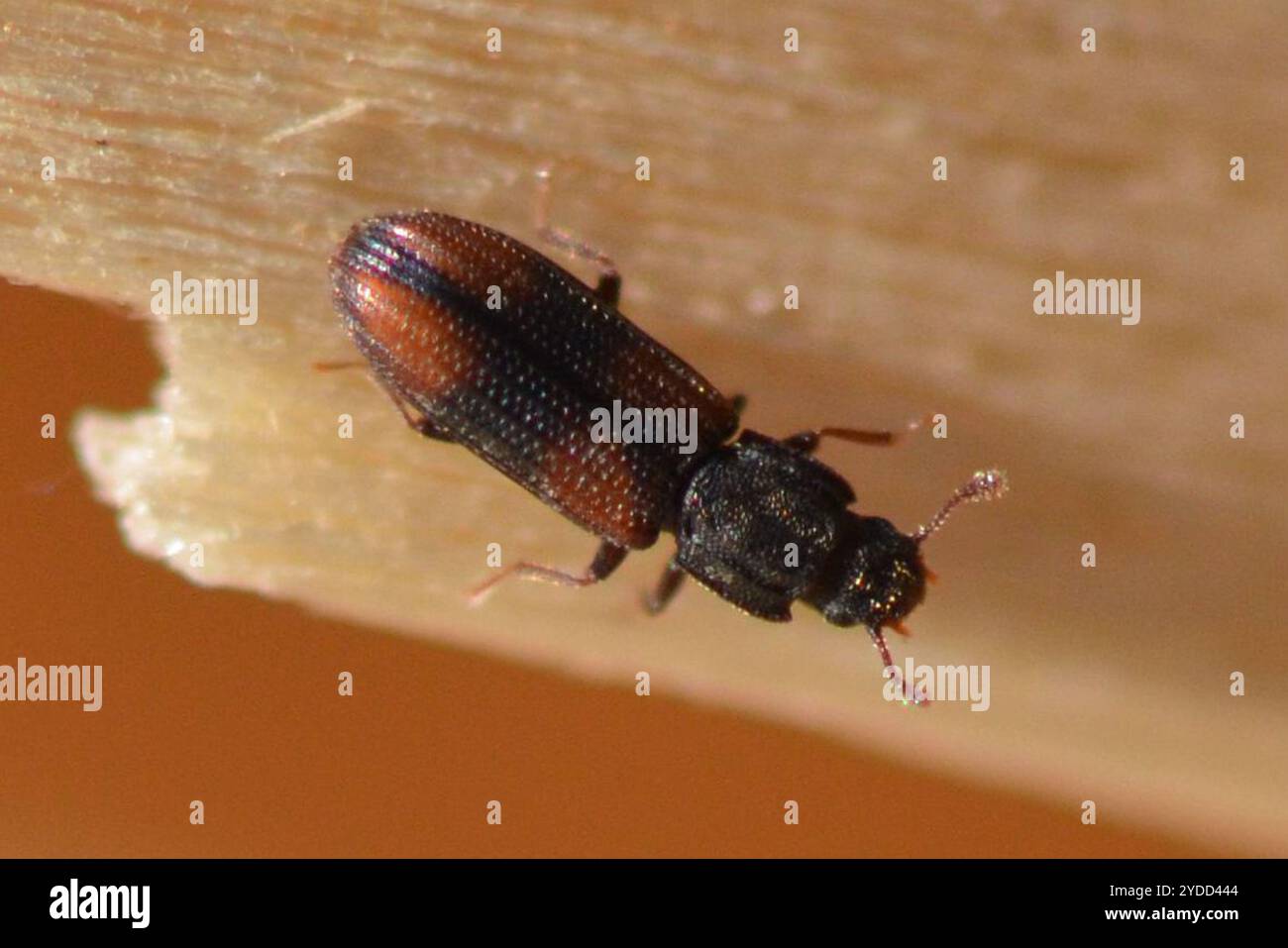Cylindrical bark beetle hi-res stock photography and images - Alamy