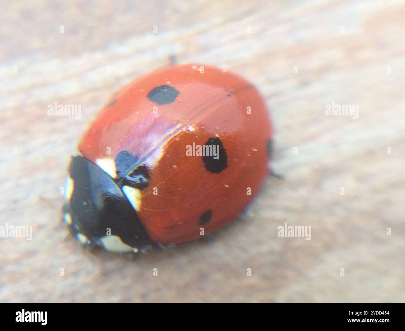 Seven-spotted Lady Beetle (Coccinella septempunctata Stock Photo - Alamy
