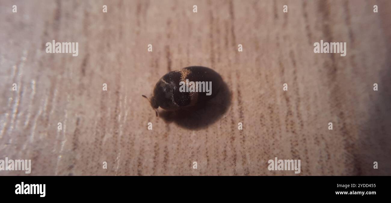 Banded Black Carpet Beetle (Attagenus fasciatus Stock Photo - Alamy