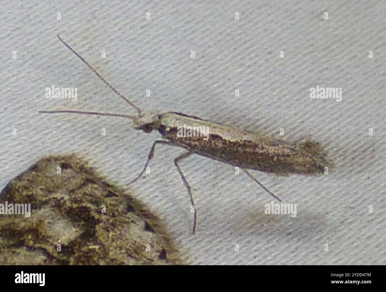 Diamondback Moth (Plutella xylostella Stock Photo - Alamy