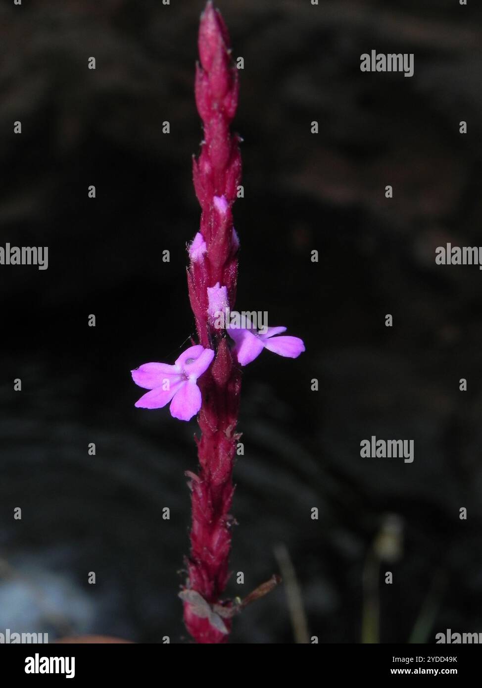 cowpea witchweed (Striga gesnerioides Stock Photo - Alamy