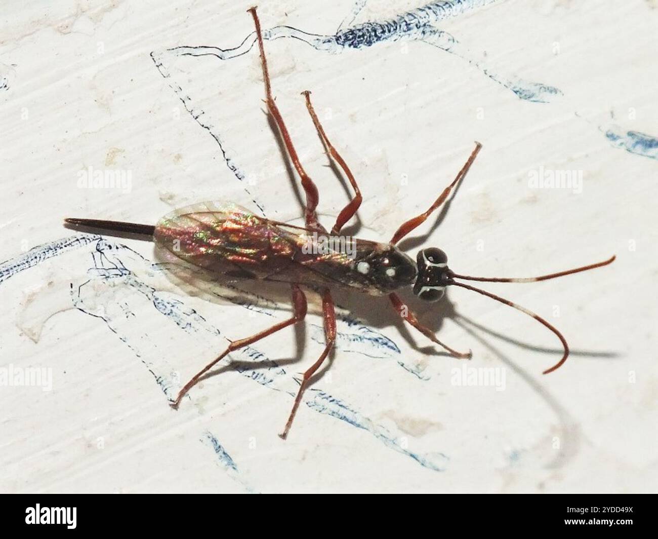 Ichneumonid Wasps (Ichneumonidae Stock Photo - Alamy