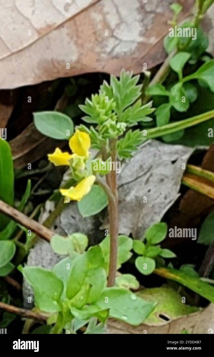 Corydalis flavula hi-res stock photography and images - Alamy