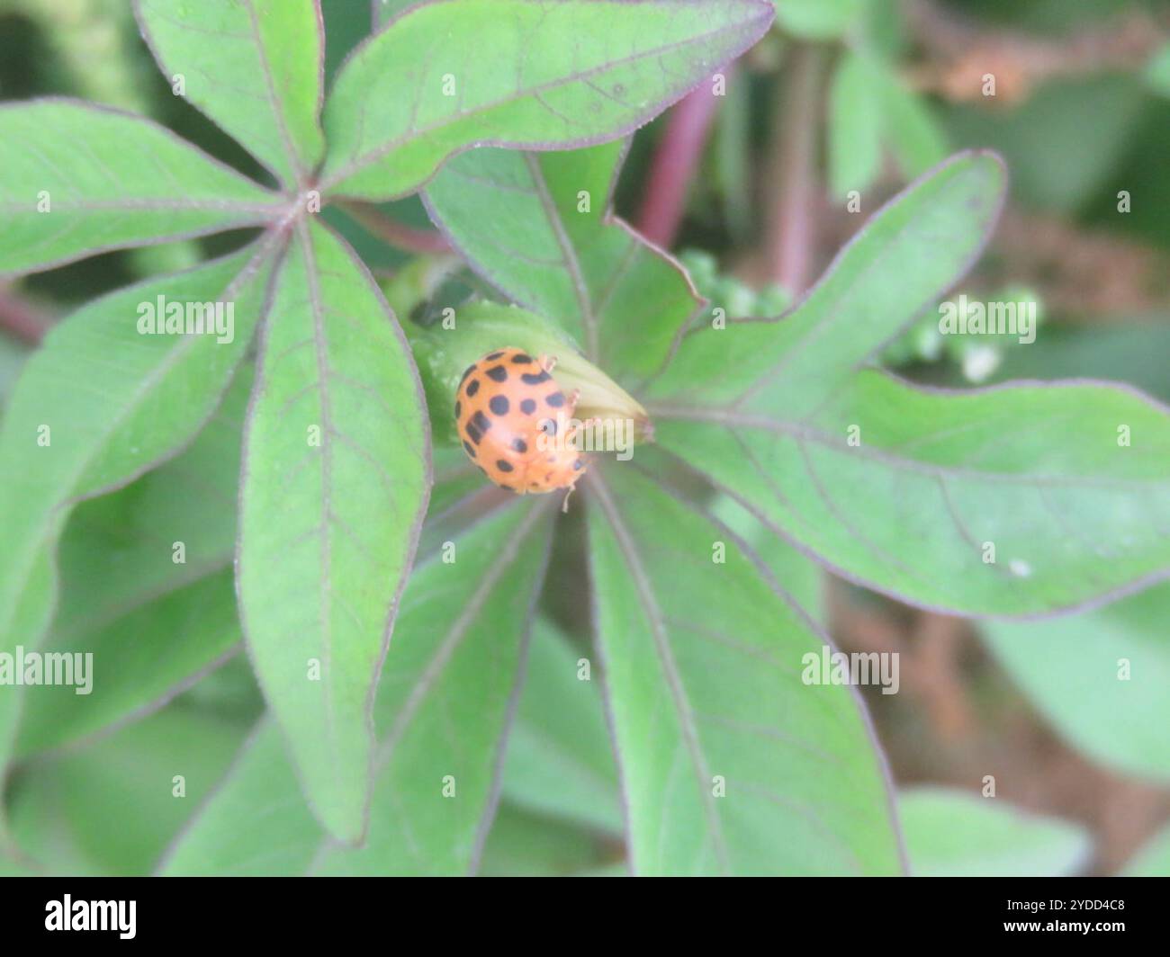 Vigintioctopunctata hi-res stock photography and images - Alamy