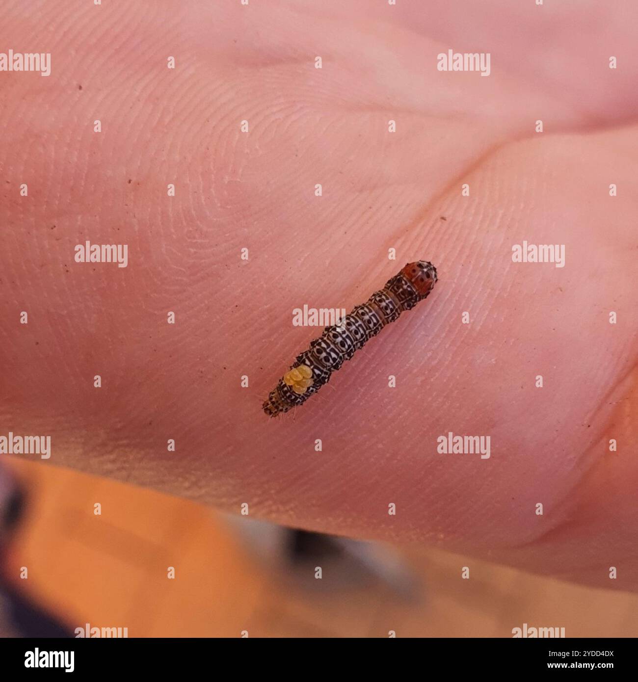 Australian Grapevine Moth (Phalaenoides glycinae Stock Photo - Alamy