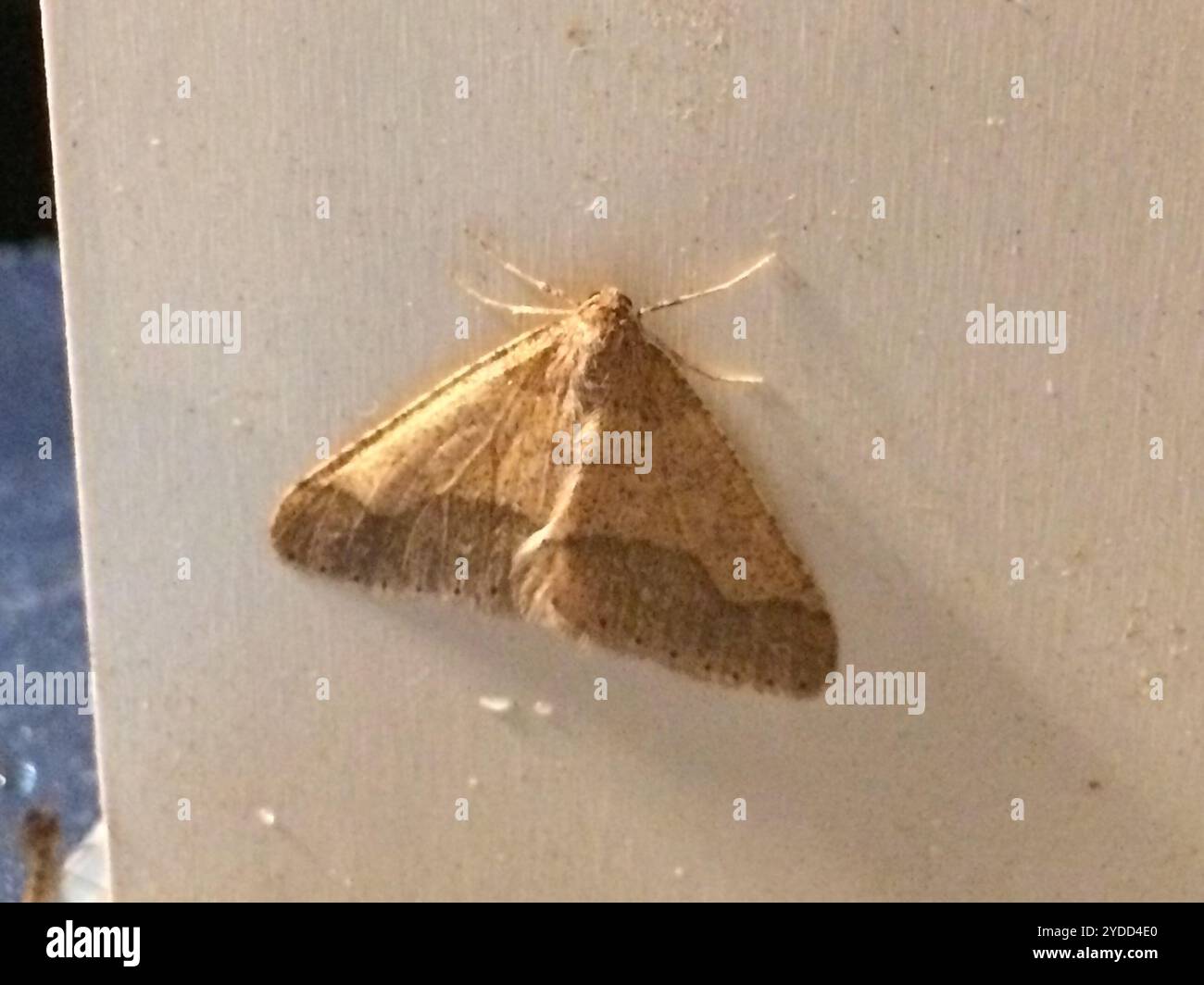 Dotted Border Moth (Agriopis marginaria Stock Photo - Alamy