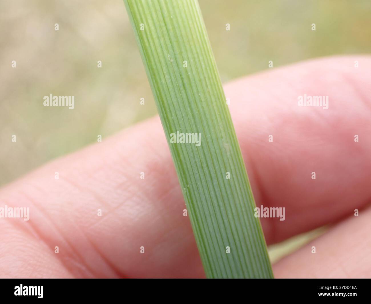Greater Pond-sedge (Carex riparia Stock Photo - Alamy