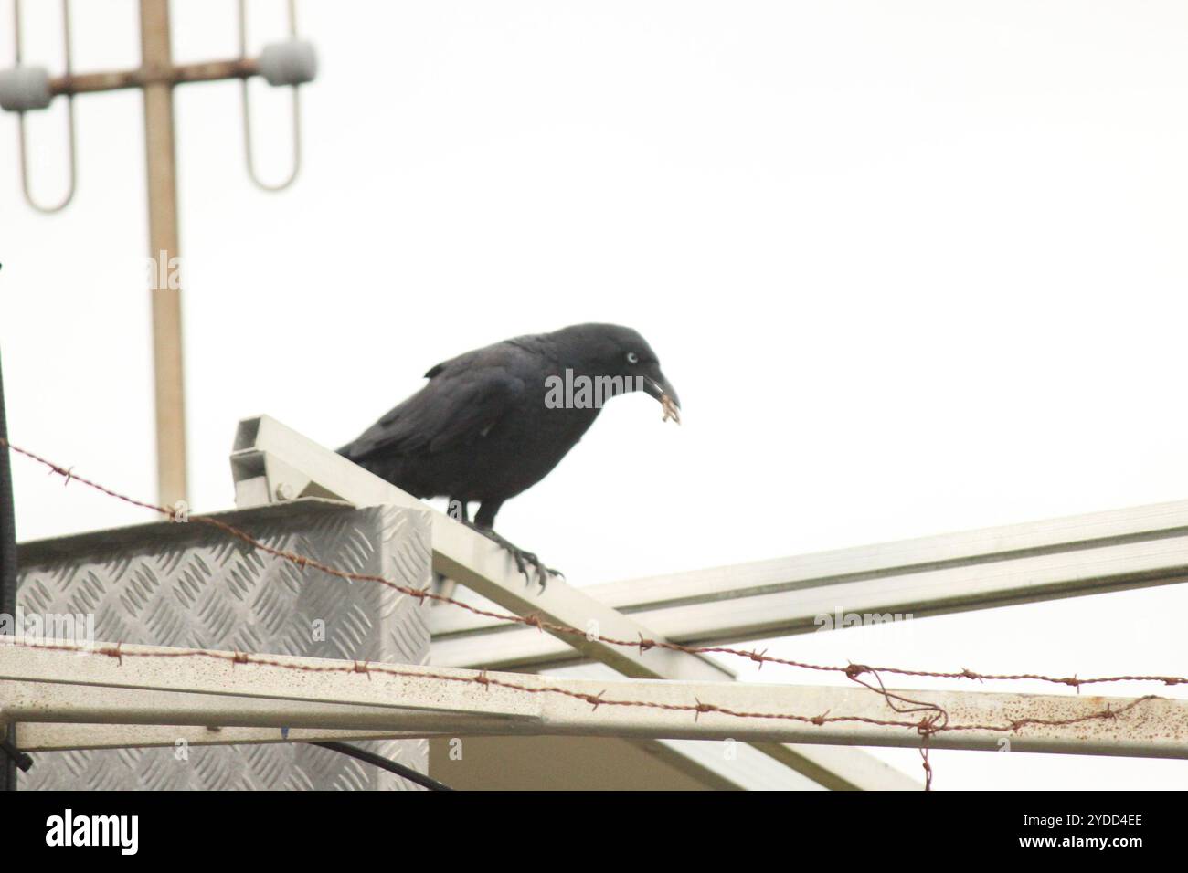 Corvus orru hi-res stock photography and images - Alamy