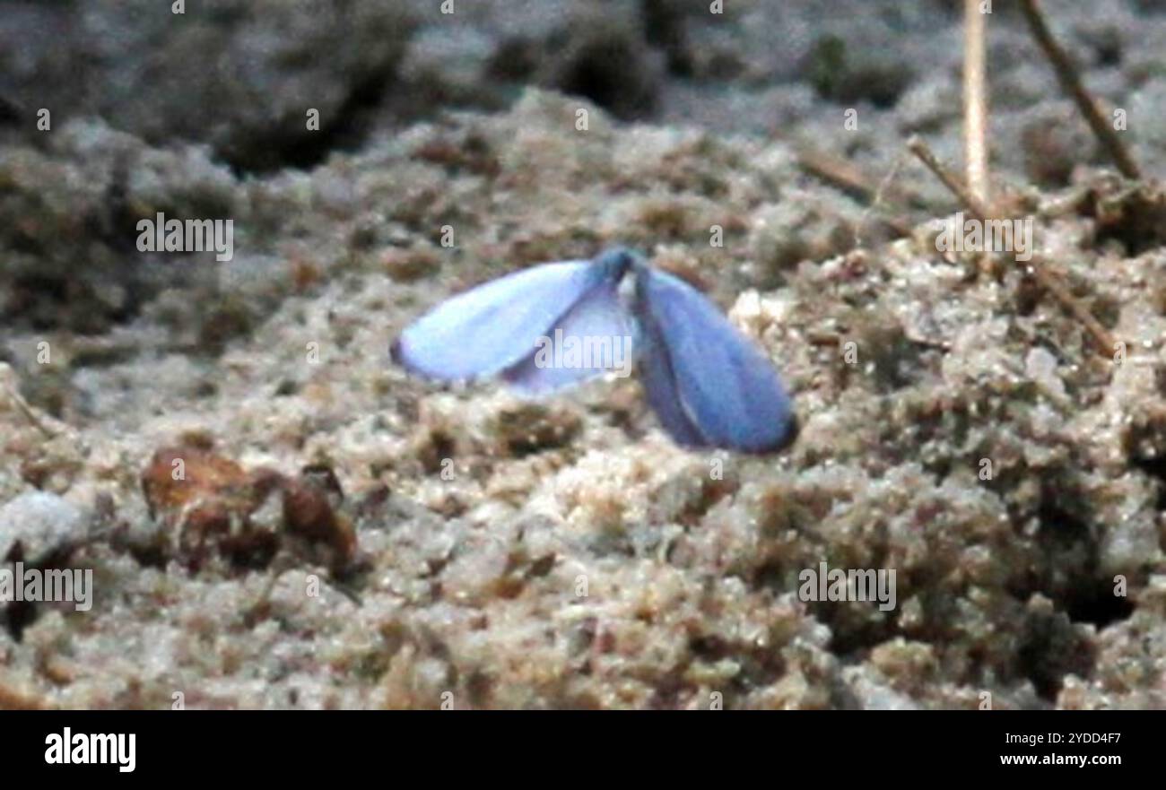 Summer Azure (Celastrina neglecta Stock Photo - Alamy