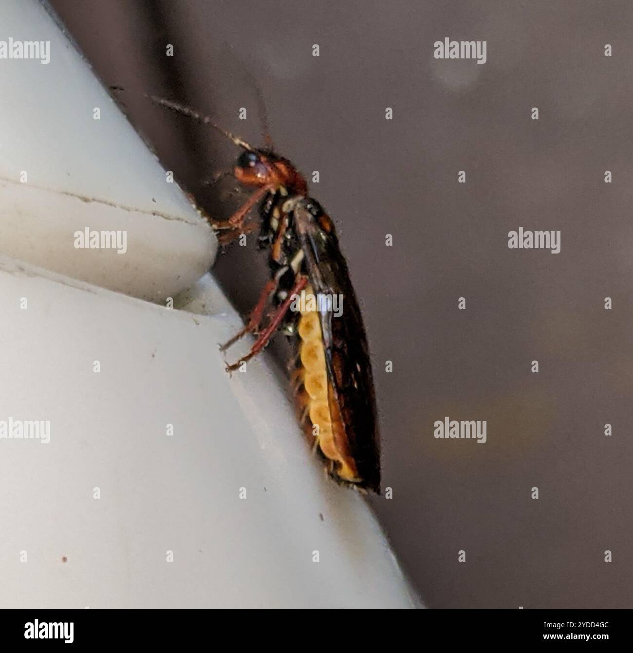 Web-spinning Sawflies (Pamphiliidae Stock Photo - Alamy