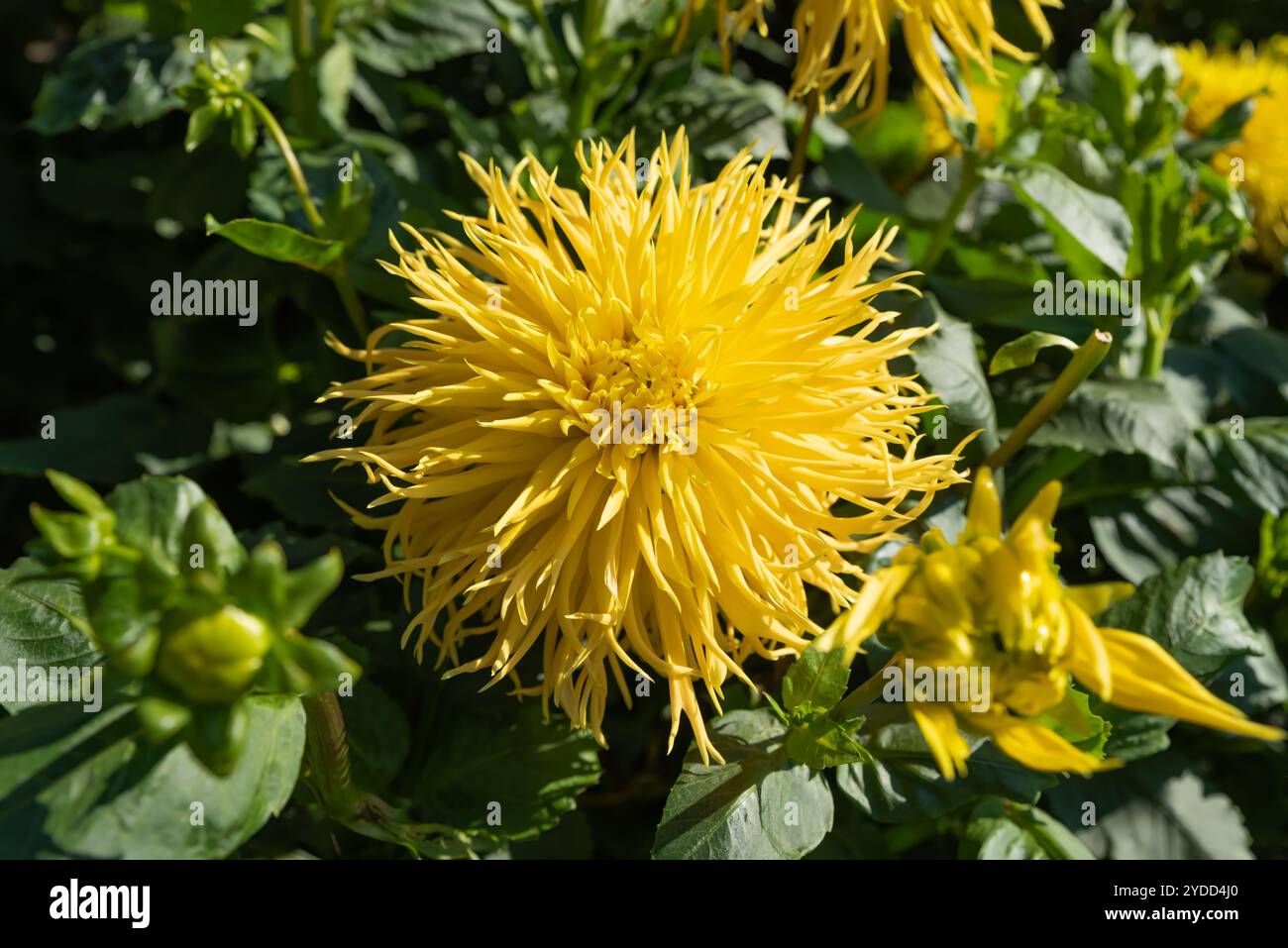 Dahlia encore hi-res stock photography and images - Alamy