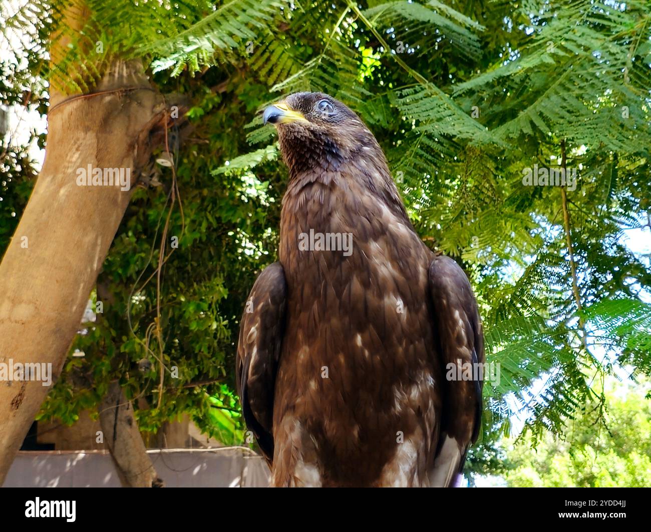 Honey buzzard, Pernis Falco apivorus, family Accipitridae, a genus of ...