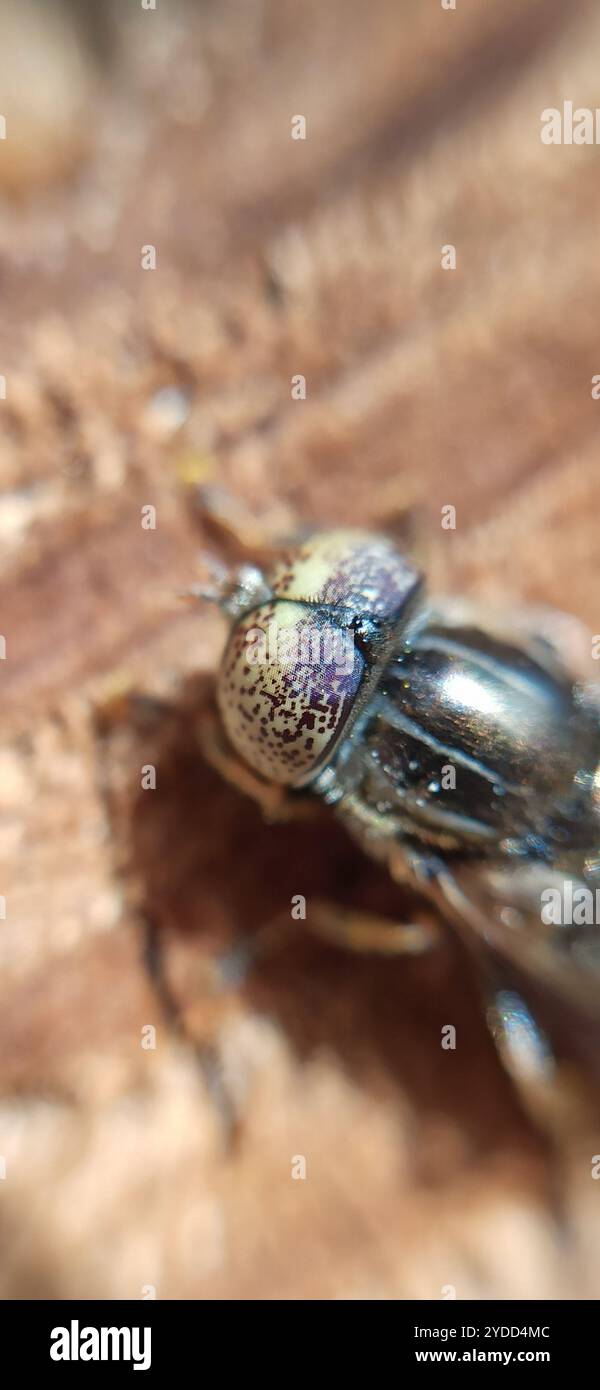 Common Lagoon Fly (Eristalinus aeneus Stock Photo - Alamy