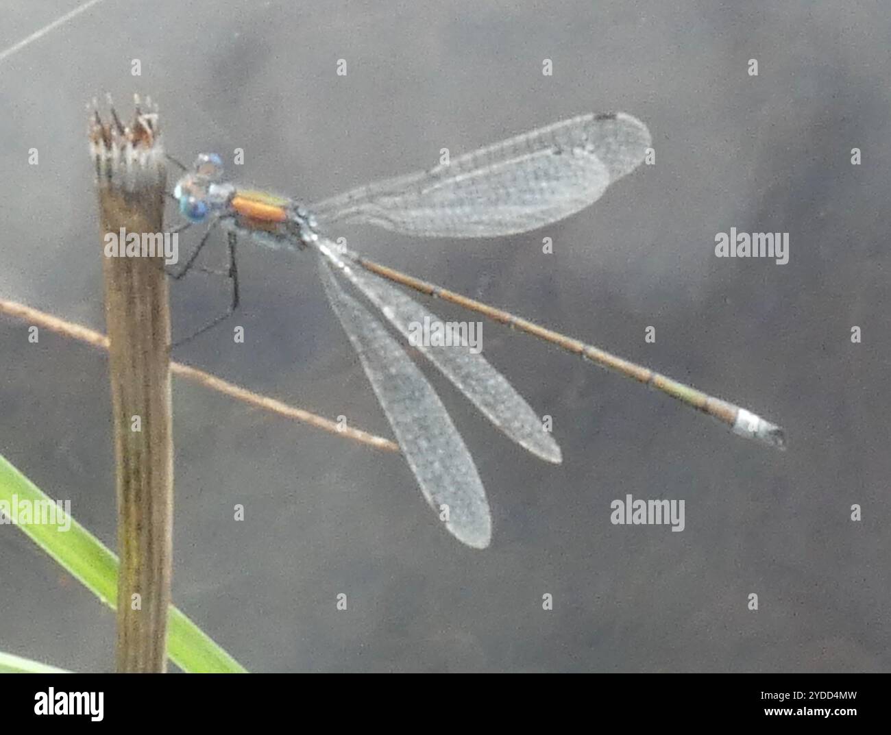 Common Spreadwing (Lestes sponsa Stock Photo - Alamy