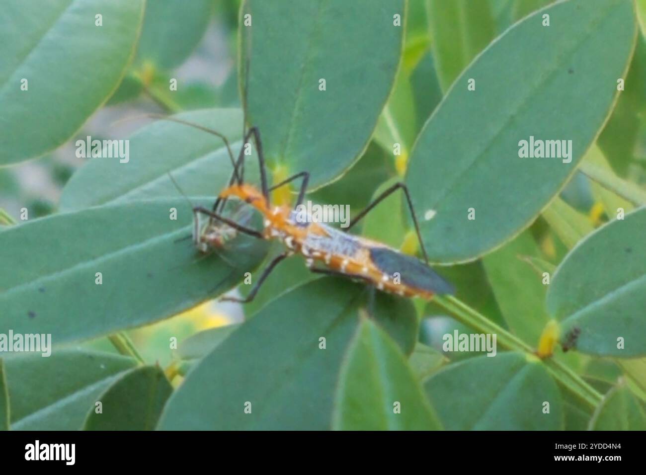 Milkweed Assassin Bug (Zelus longipes Stock Photo - Alamy