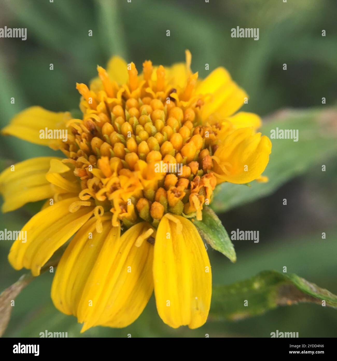 Pascalia hi-res stock photography and images - Alamy