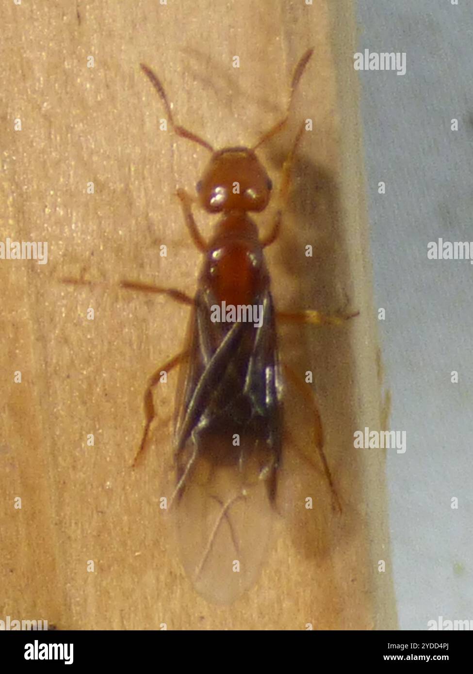 Larger Citronella Ant (Lasius interjectus Stock Photo - Alamy