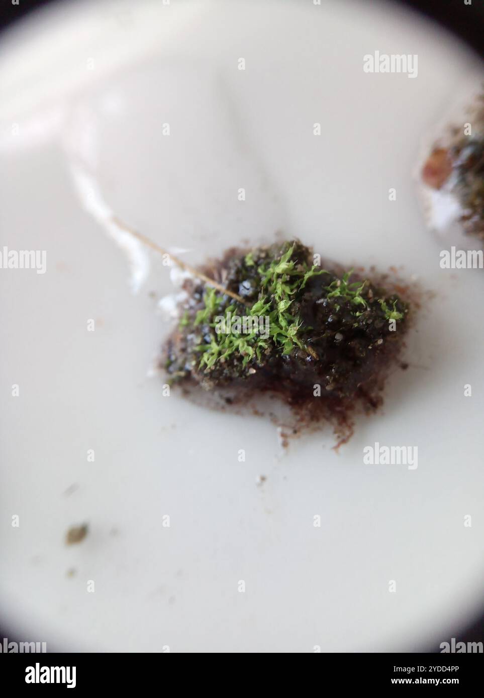 Syed's Thread-moss (Ptychostomum moravicum Stock Photo - Alamy