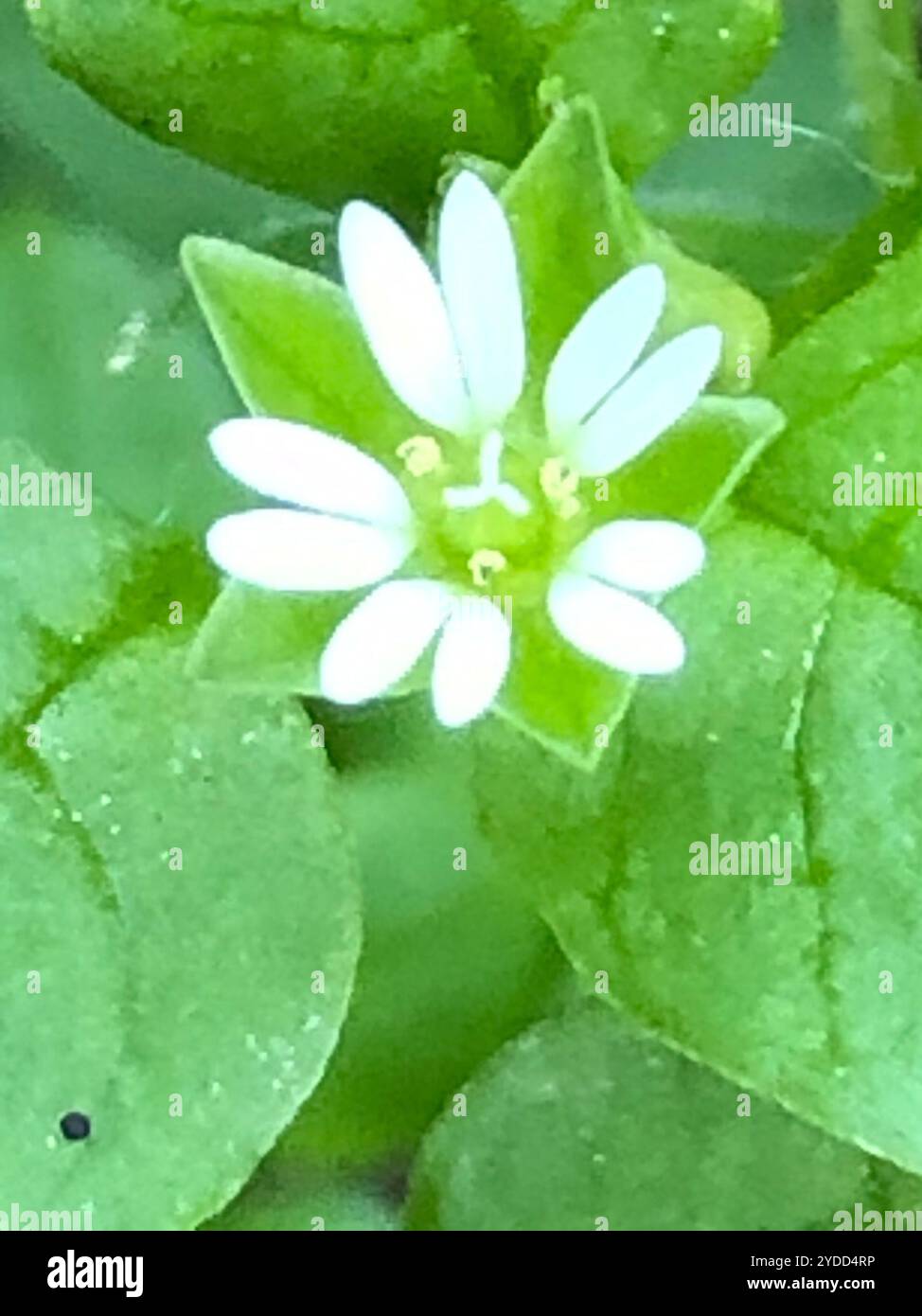 common chickweed (Stellaria media Stock Photo - Alamy