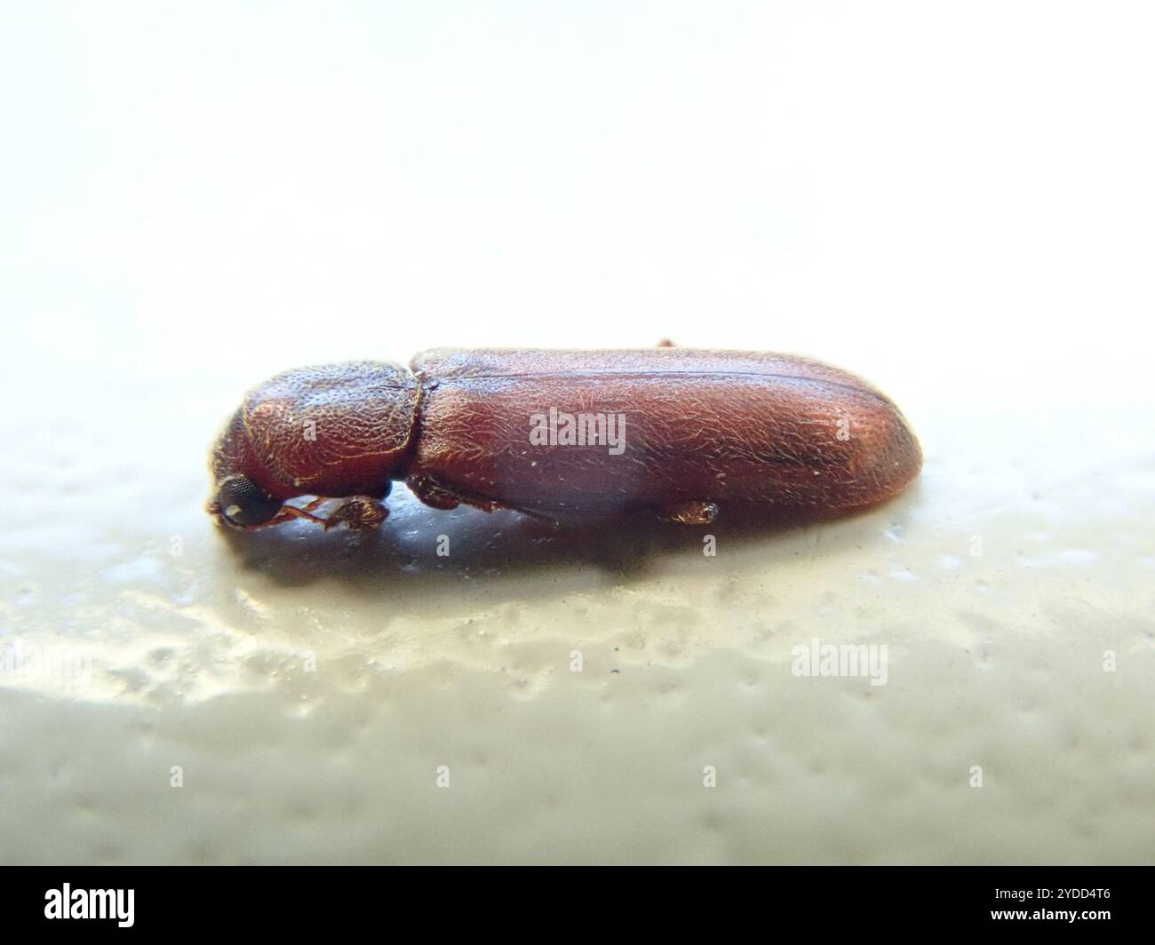 Powder Post Beetle (Lyctus brunneus Stock Photo - Alamy