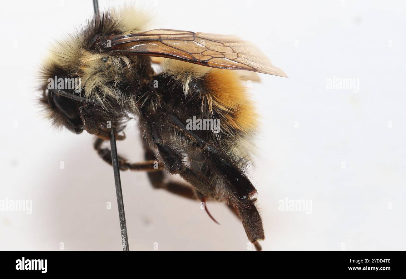 Bombus sylvicola hi-res stock photography and images - Alamy