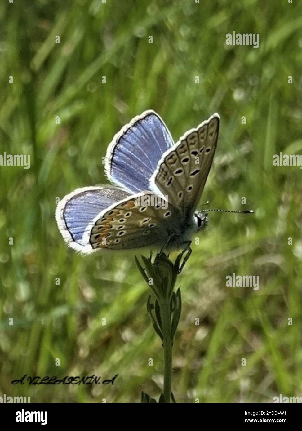 Common Blue (Polyommatus icarus Stock Photo - Alamy