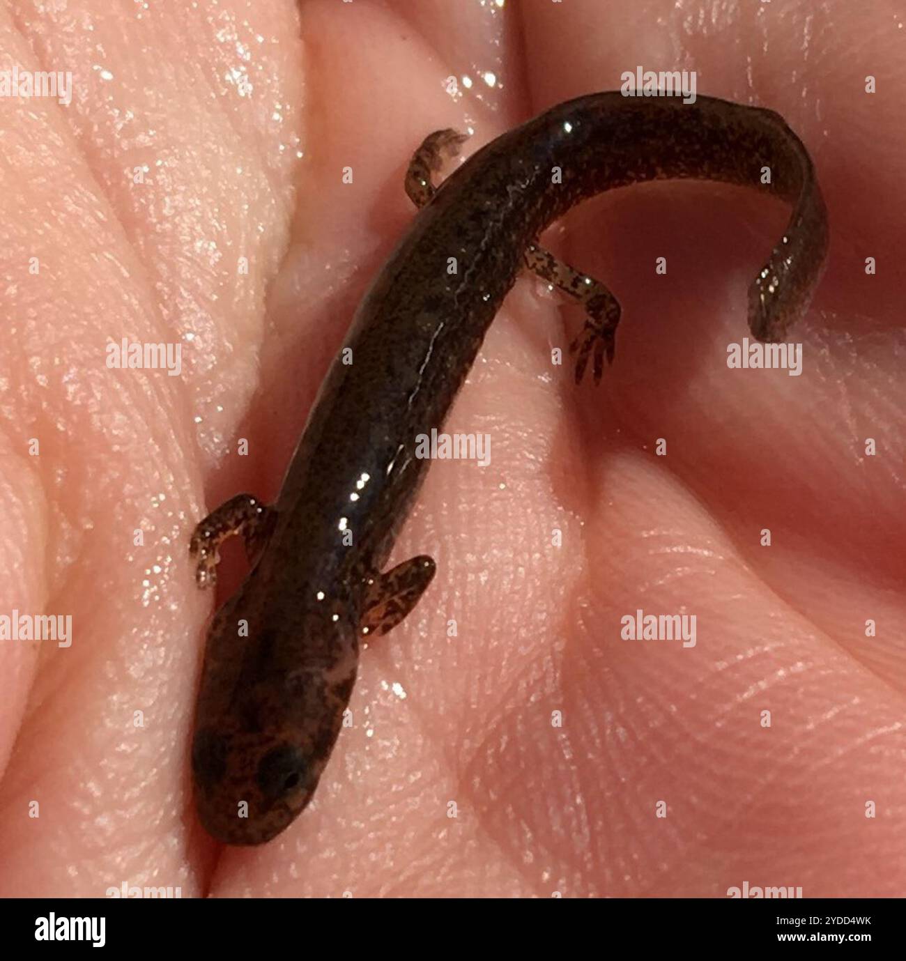 Northern Two-lined Salamander (Eurycea bislineata Stock Photo - Alamy