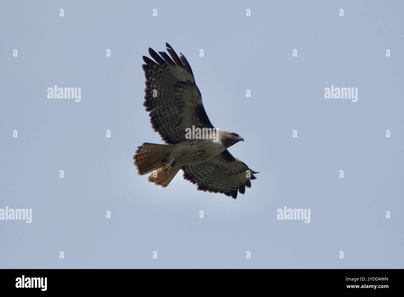 Western Red-tailed Hawk (Buteo jamaicensis calurus Stock Photo - Alamy