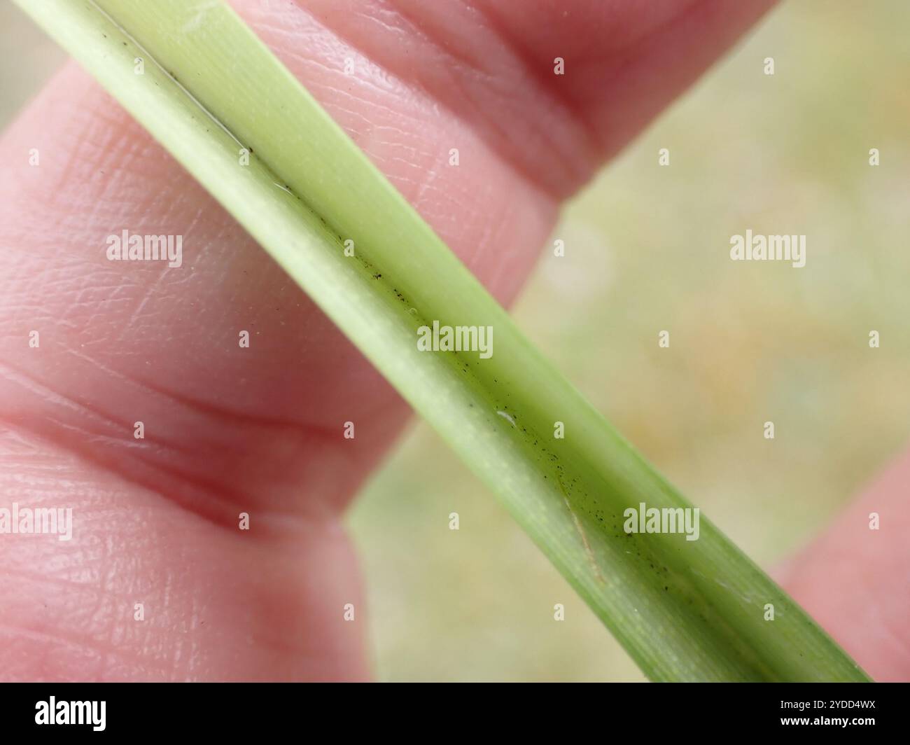 Greater Pond-sedge (Carex riparia Stock Photo - Alamy