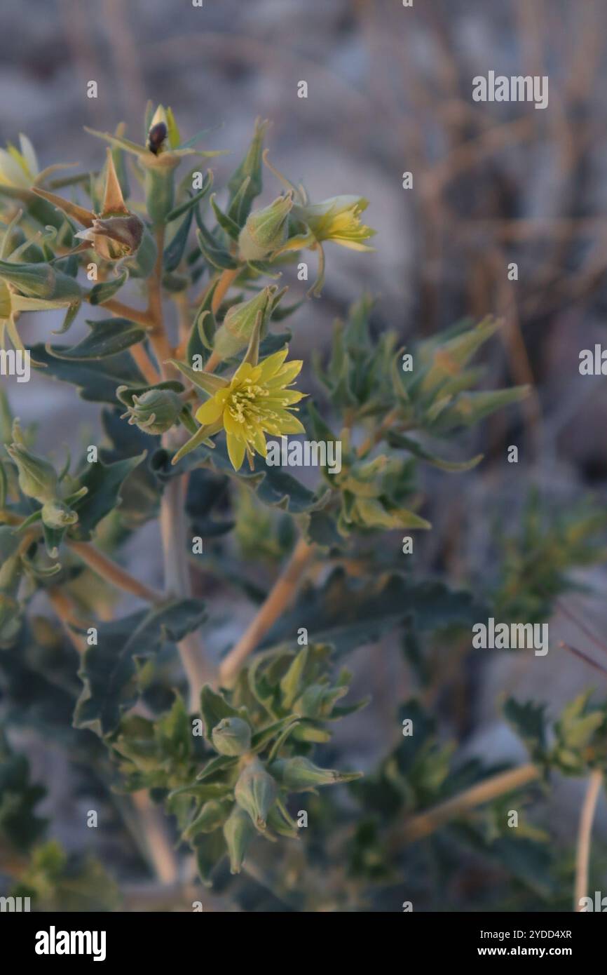 Many-flowered Mentzelia (Mentzelia longiloba Stock Photo - Alamy