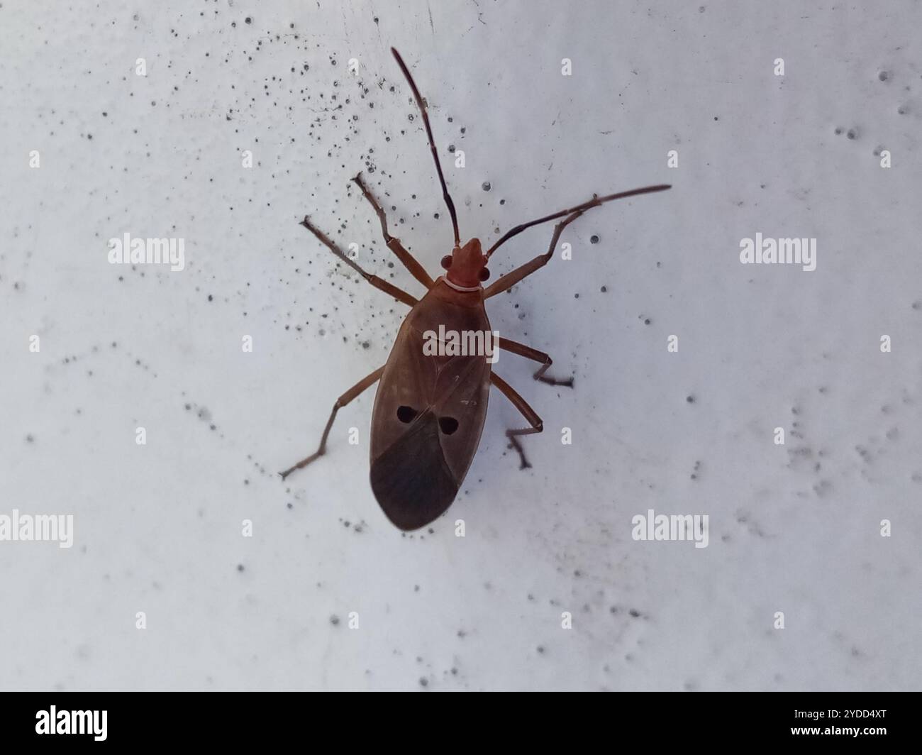 Cotton Stainer Bugs (Dysdercus Stock Photo - Alamy