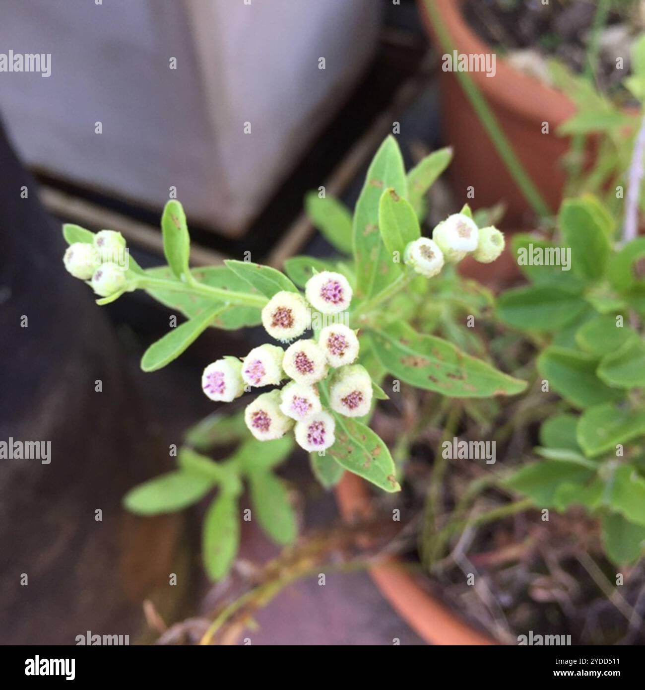 Wingstem Camphorweed (Pluchea sagittalis Stock Photo - Alamy