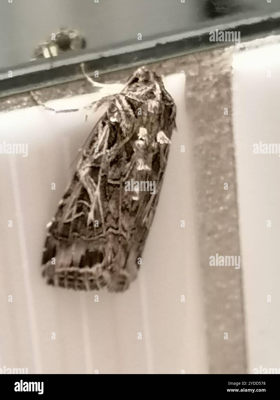 Mediterranean Brocade (Spodoptera littoralis Stock Photo - Alamy