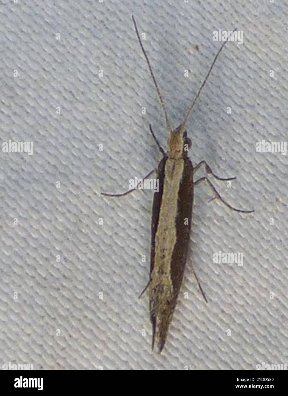 Diamondback Moth (Plutella xylostella Stock Photo - Alamy