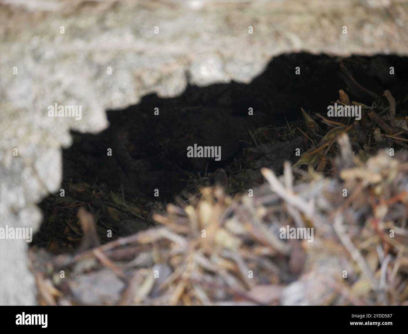 Desert Woodrat (Neotoma lepida Stock Photo - Alamy