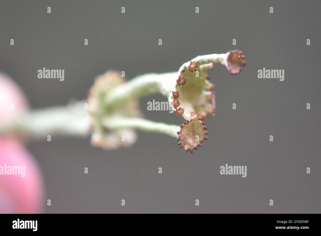 Ladder Lichen (Cladonia verticillata Stock Photo - Alamy