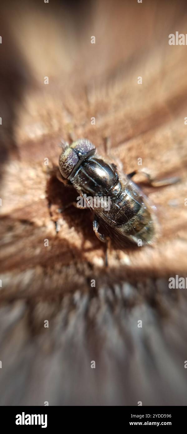 Common Lagoon Fly (Eristalinus aeneus Stock Photo - Alamy