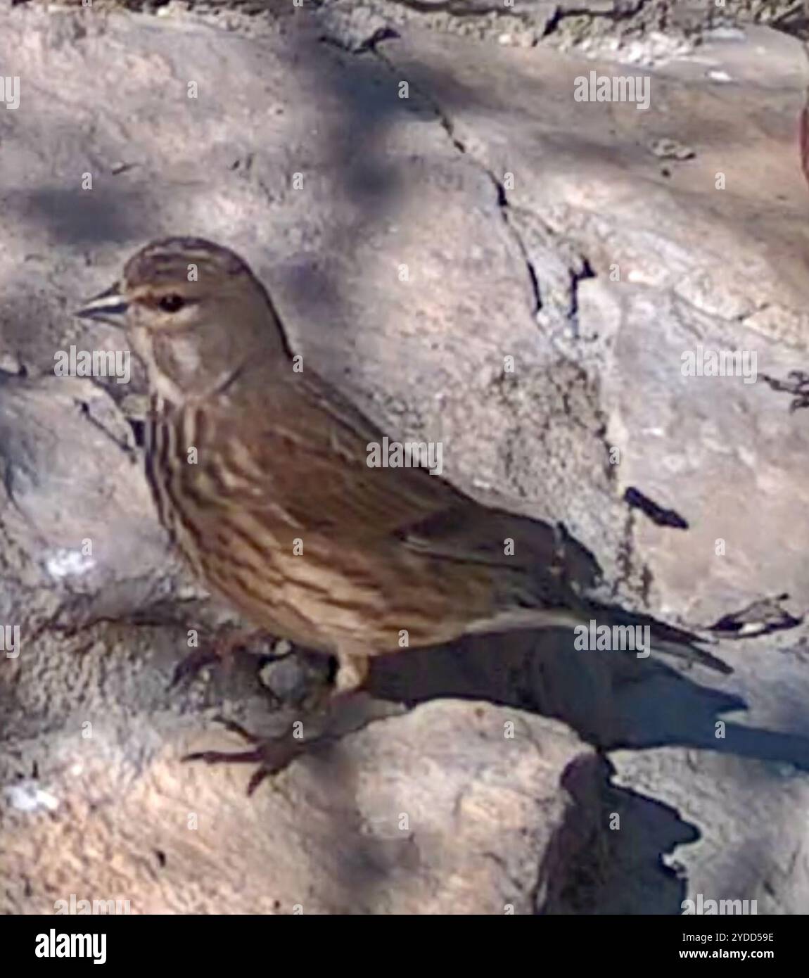 Eurasian Linnet (Linaria cannabina Stock Photo - Alamy